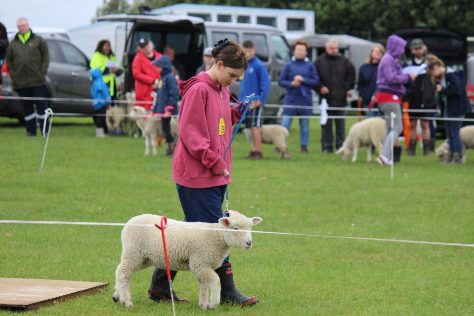 Calf Club 2020 – Calves, Lambs & Goats | Glenbrook School