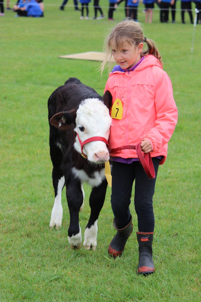 Calf Club 2020 – Calves, Lambs & Goats | Glenbrook School